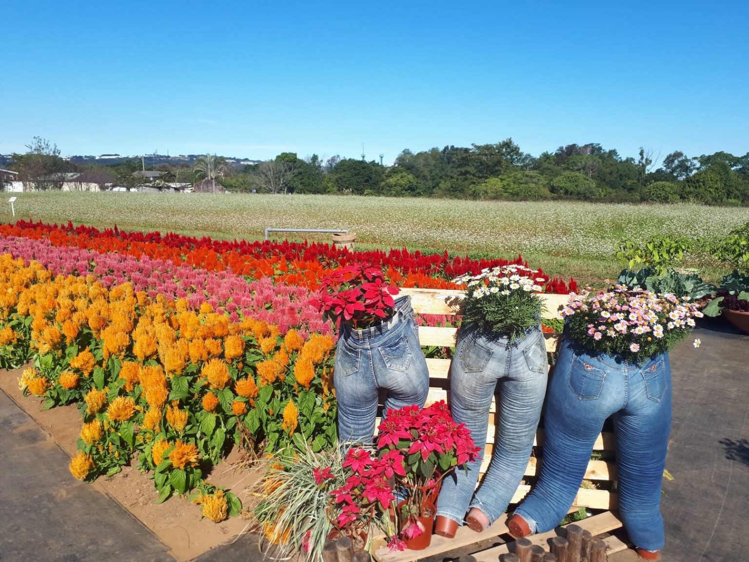10 islas imperdibles para amantes de las flores - Coleccionistas de Islas